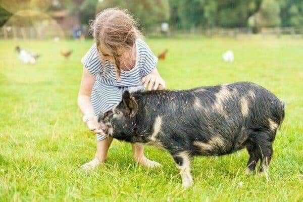 Tiergestützte Arbeit / Intervention / Pädagogik / Therapie Ausbildung ...