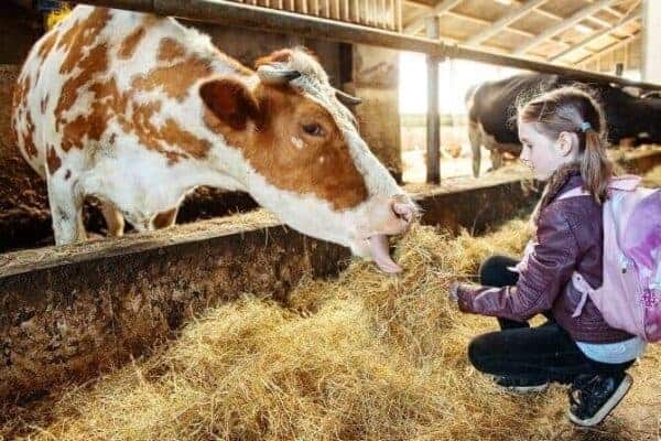 Tiergestützte Arbeit / Intervention / Pädagogik / Therapie Ausbildung ...