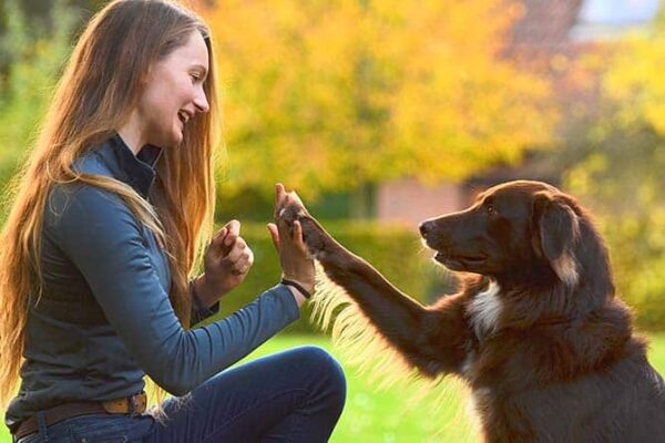 Tasthaare beim Hund, das unterschätzte Sinnesorgan » ATN Akademie