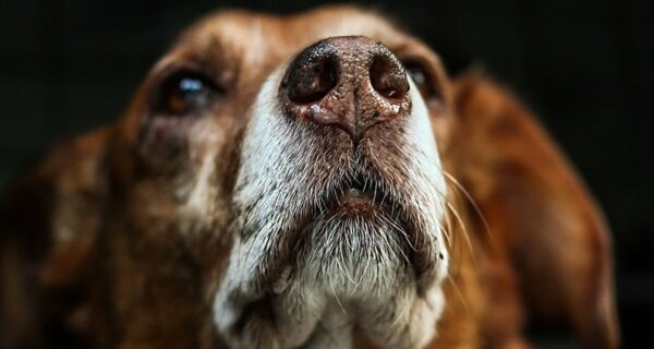 Tasthaare beim Hund, das unterschätzte Sinnesorgan » ATN Akademie
